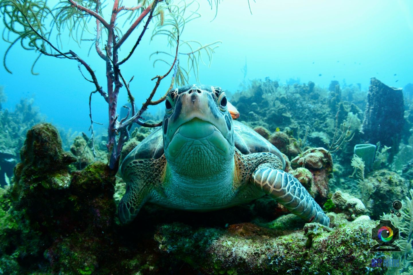 Winter Wonder-Cozumel in Cozumel, Mexico