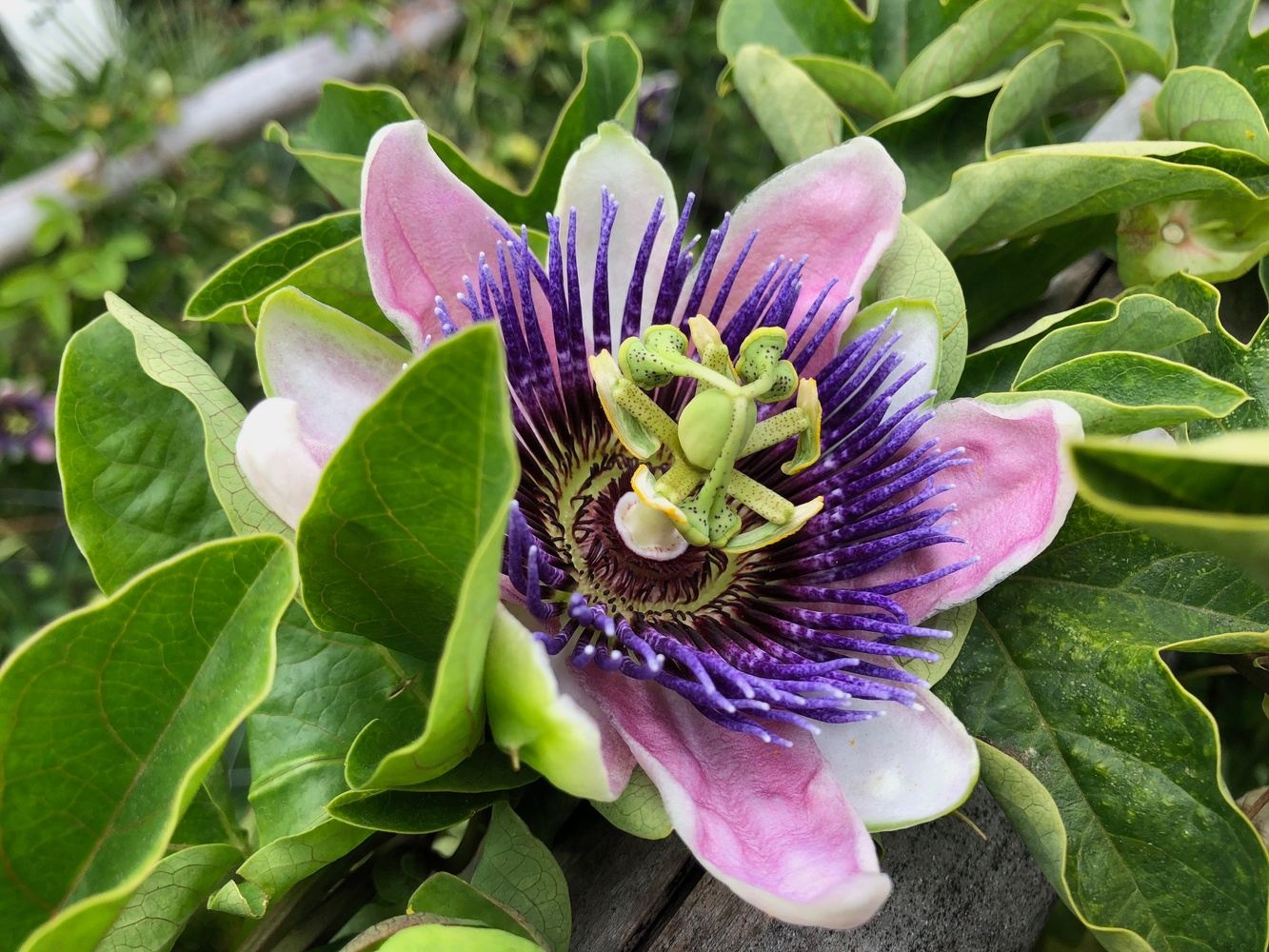 Expanding Presence: Reconnect with your wise, courageous, radiant self ...