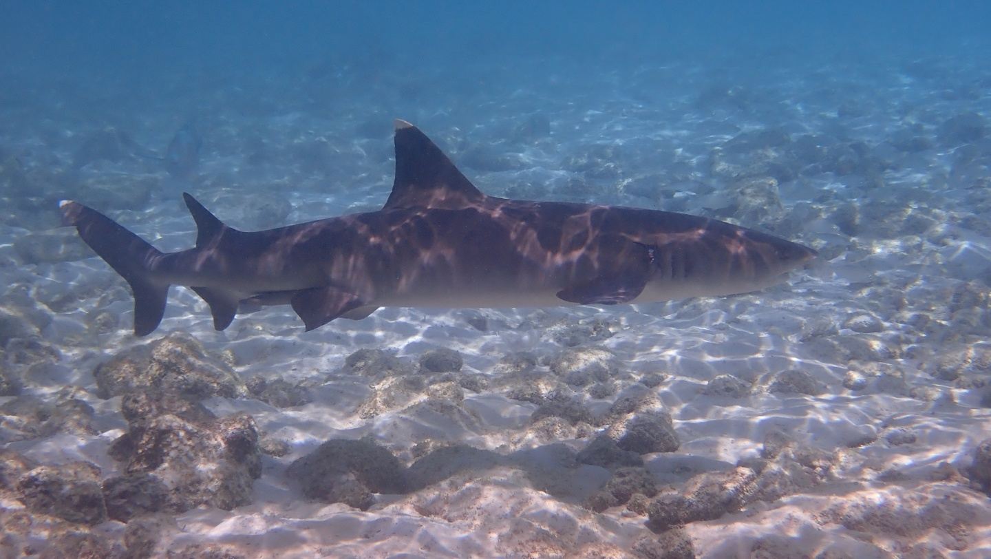EXPLORING GIANT TORTOISE & SHARK PATH in Puerto Ayora, Ecuador