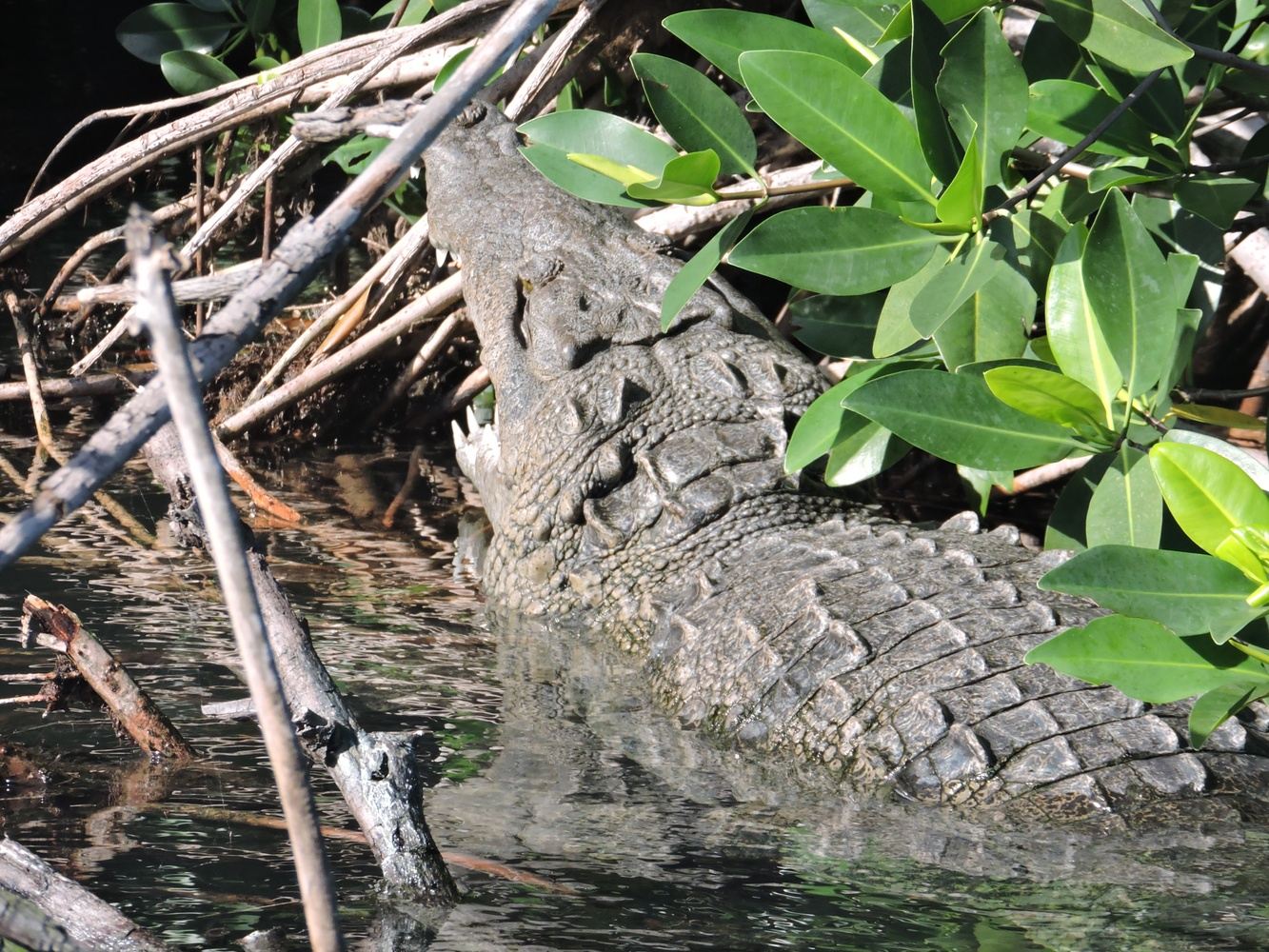 Crocodile Adventure Boat Tour in Cancún, Q.R., México
