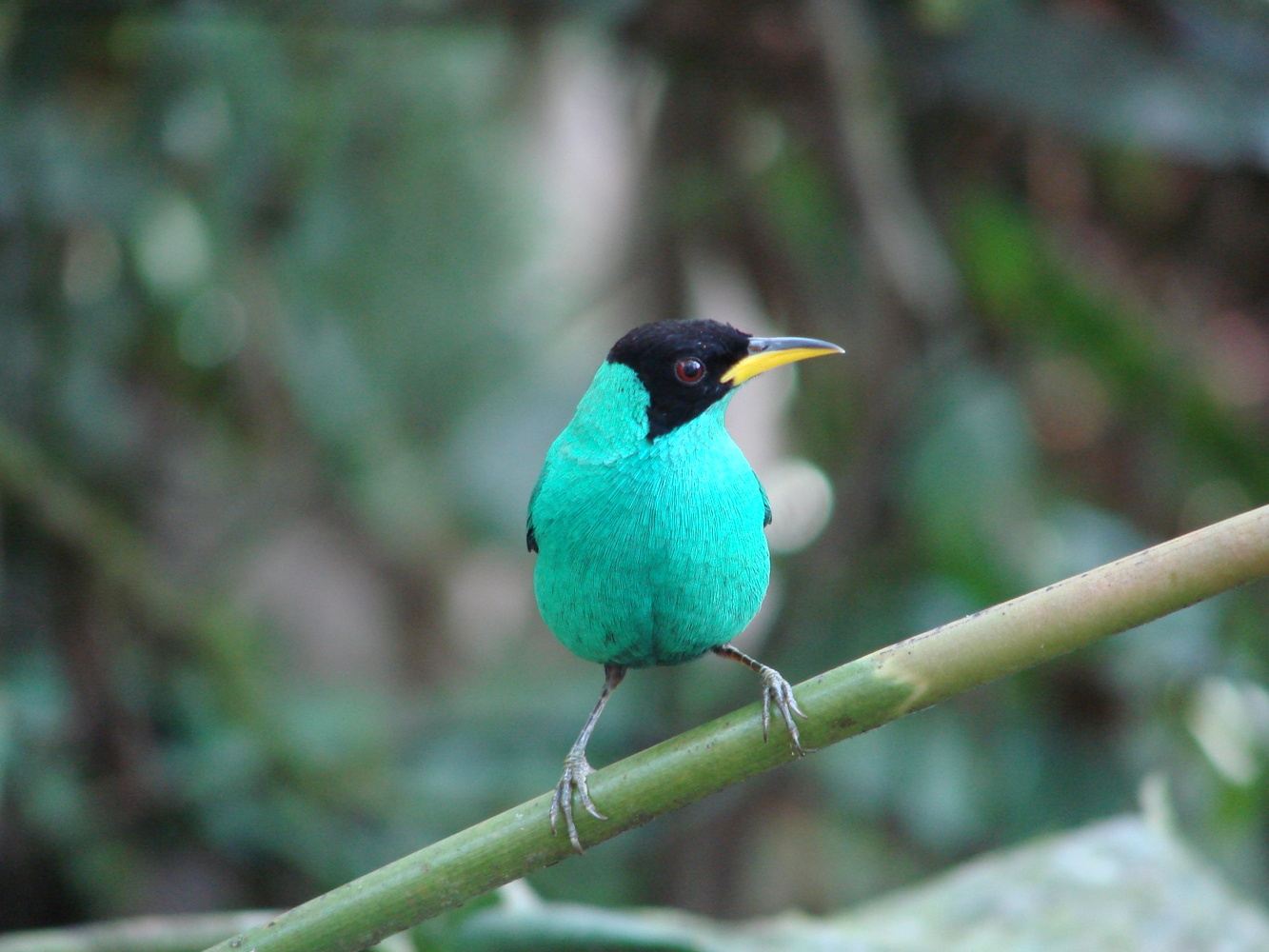 SOUTHERN ECUADOR SHORT SD in Guayaquil, Ecuador