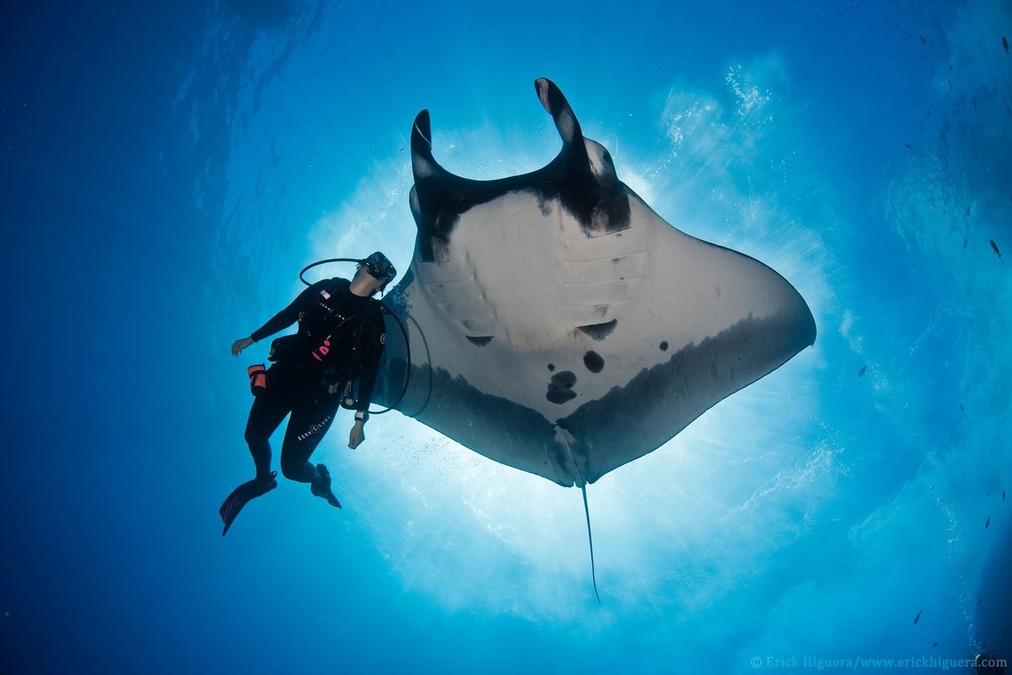 Big Animal Encounters in Socorro in isla socorro, mexico