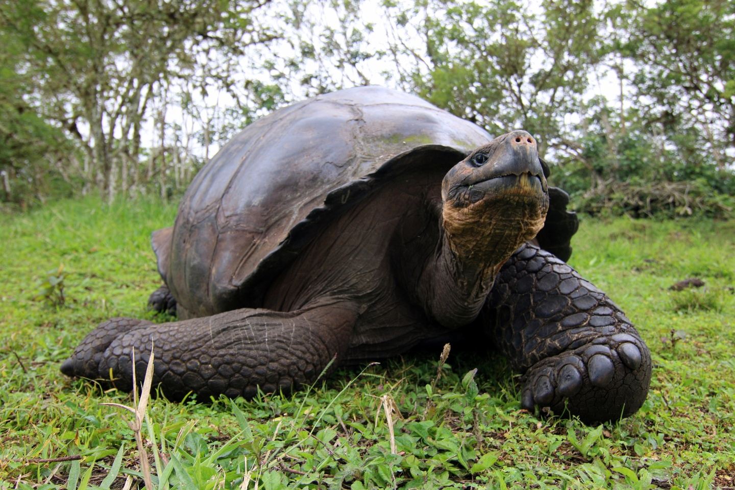 Santa Cruz Highlands Expedition in Galapagos islands