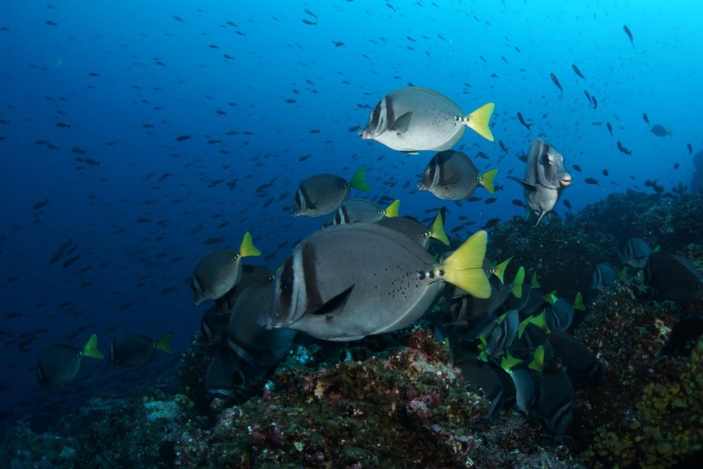 Isla Seymour Norte – Buceo in Galapagos ecuador