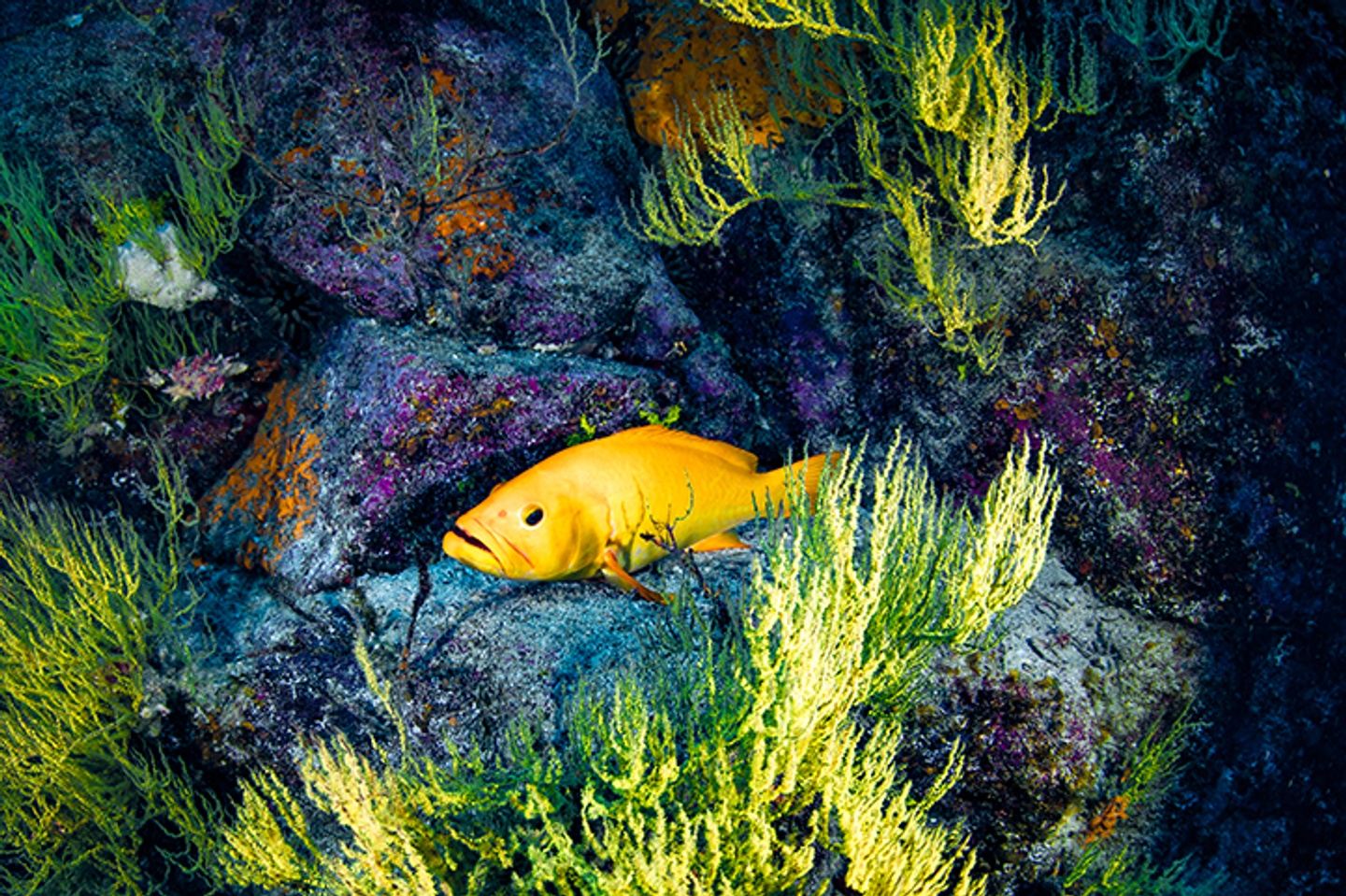 Isla Daphne Menor – Buceo in Galapagos Ecuador