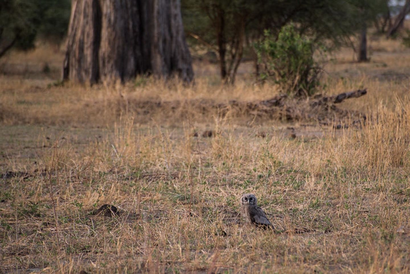 Alex Schupper Tarangire Day Trip in Tarangire National Park