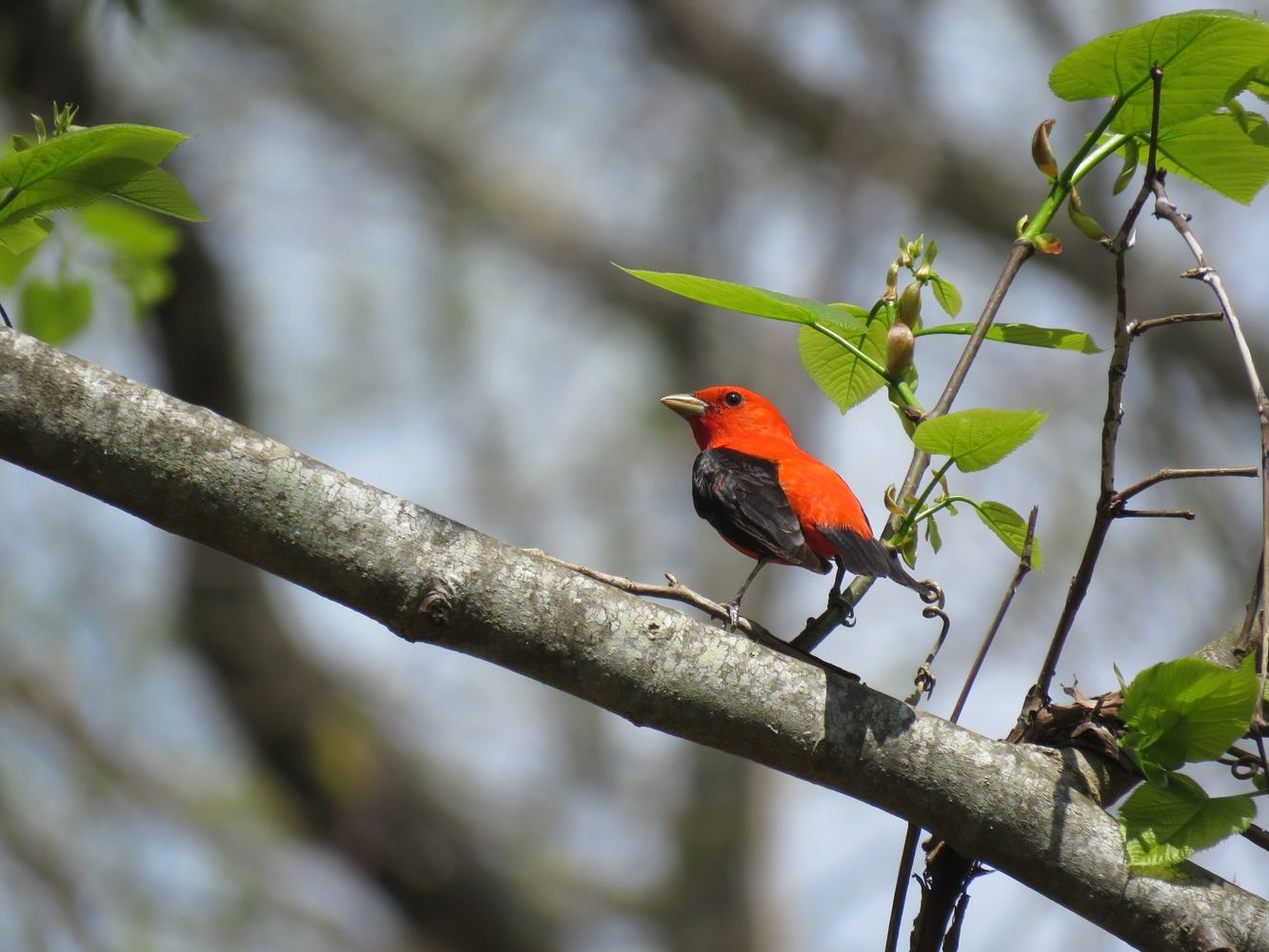 Blue Ridge Birding in Asheville, NC, USA