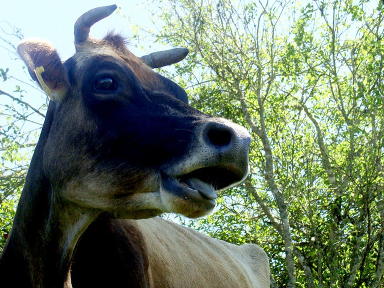 Pacote completo COMO NÃO SER MAIS GIL - THANIA 25% in Cusco, Perú