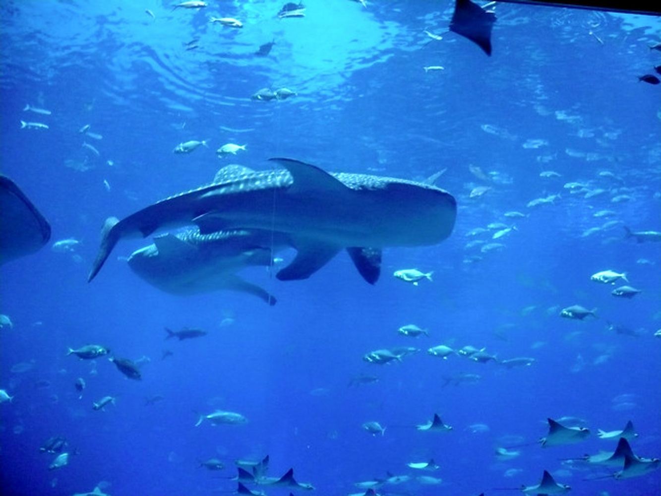 Georgia Aquarium: Diving With Gentle Giants 2025 in The Georgia Aquarium