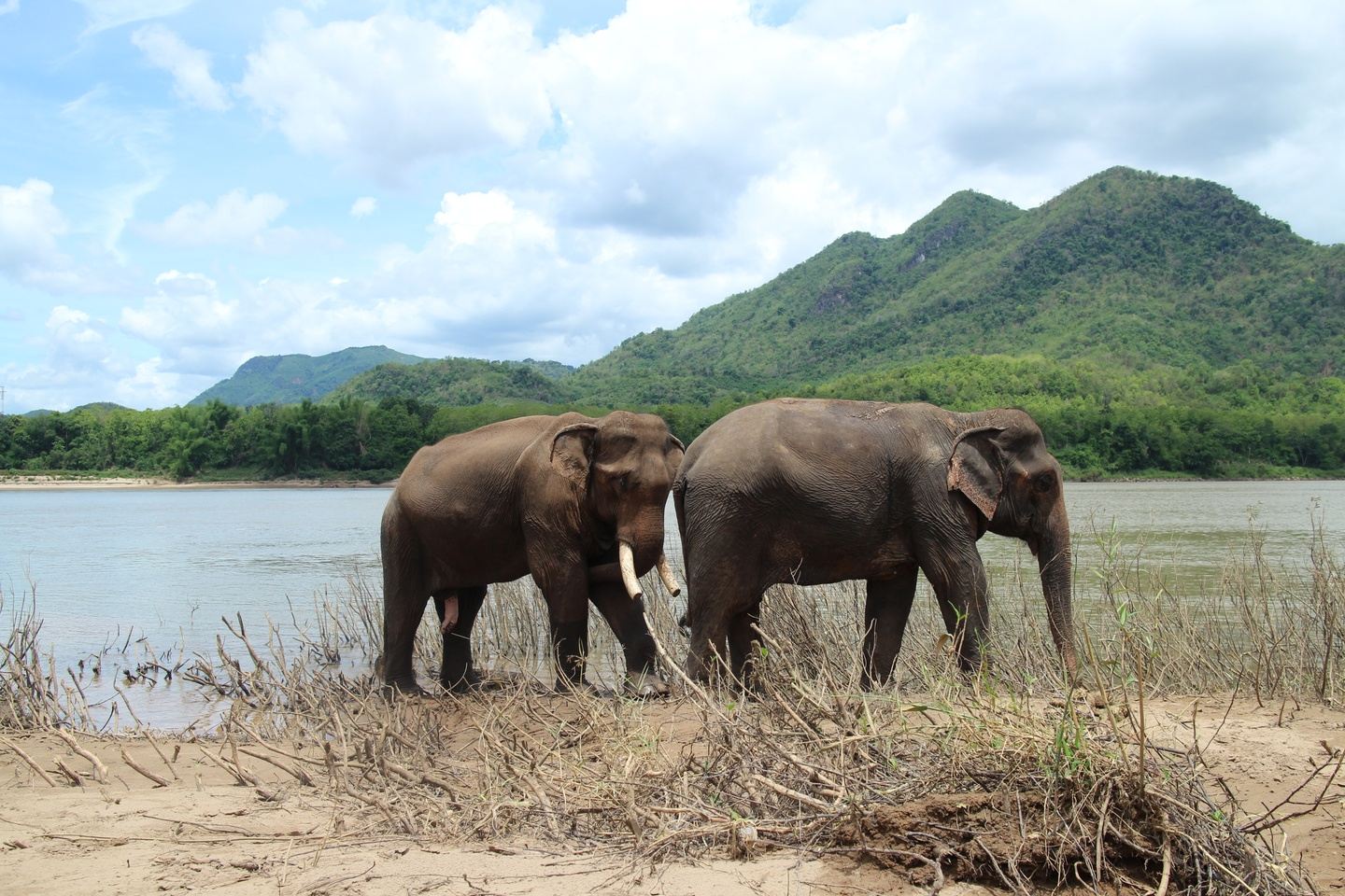 H03 Elephant Mahout Training half day (with pick-up and drop-off) in ...