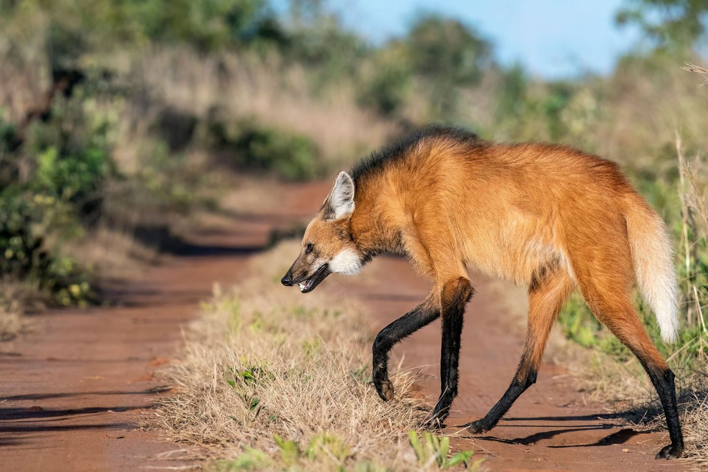 Maned Wolf Safari and Birds: in the Heart of the Brazilian Savanna in ...