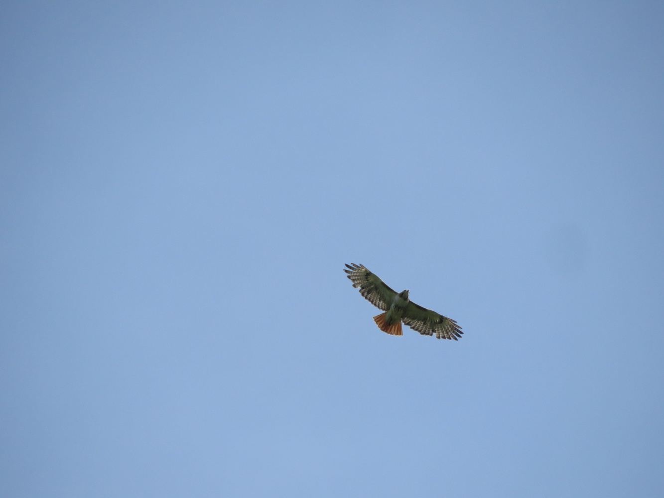 Early Spring at Sandy Mush in Alexander, NC 28701, USA