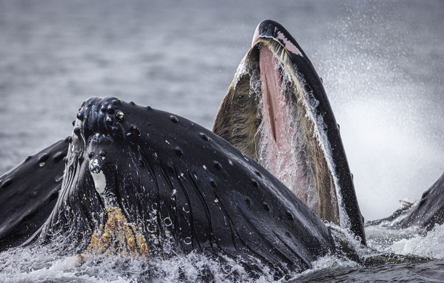 Bubble-netting Humpback Whales! 2025 in Sitka, AK, USA