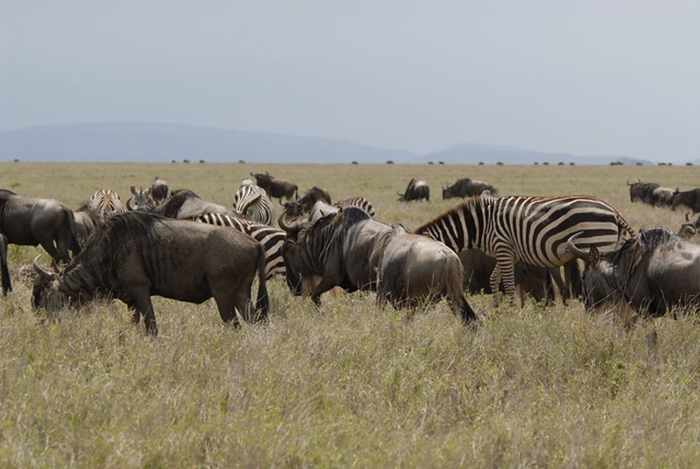 Serengeti Great Migration Photography Safari - Ndutu calving season in ...