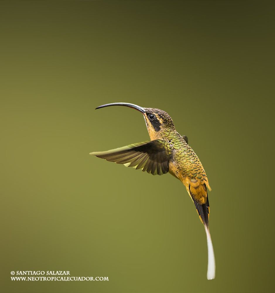 FULL DAY HUMMINGBIRD EXPEDITION ws in Alambi Reserve, San Tadeo Reserve ...