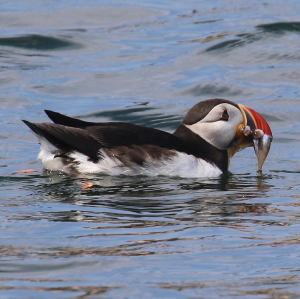Acadia’s Iconic Birds, Whales, and Scenic Views in Acadia, ME 04762, USA