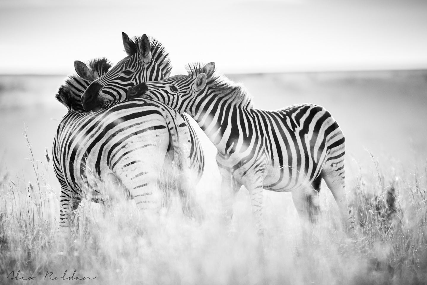 Botswana - Zebra migration and predators in Botswana
