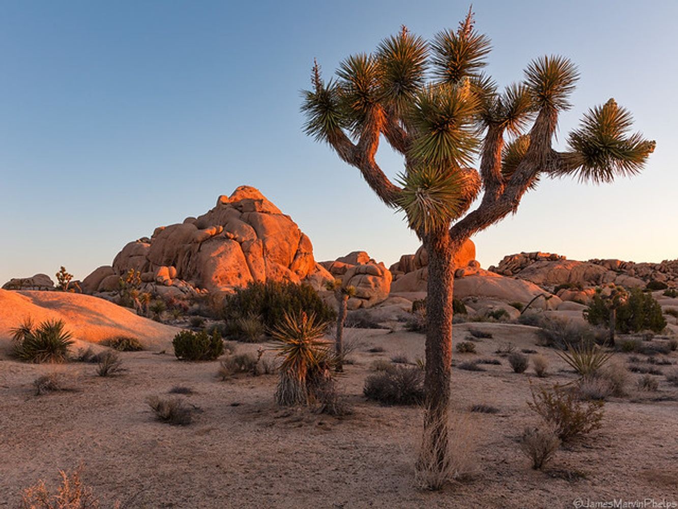 Creating Space 1.0 - Joshua Tree with Eleonora Zampatti in Joshua Tree ...
