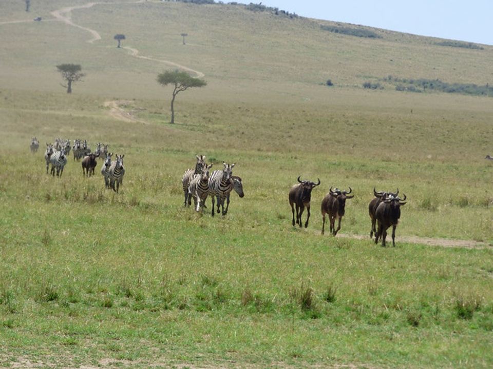 04 Days 03 Nights Safari Package NAIROBI+ MAASAI MARA in Maasai Mara ...