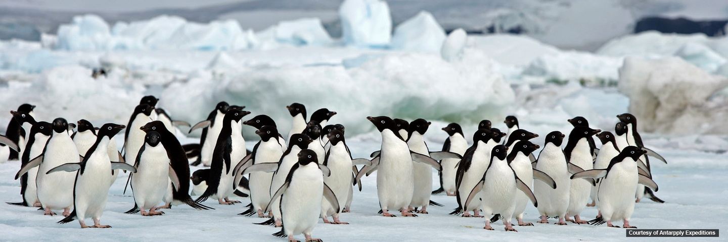 Penguins, Icebergs & Whales in Antarctica