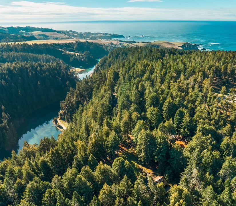Whole Hearted You: Coastal Redwoods Yoga Retreat w/ Rebecca in ...