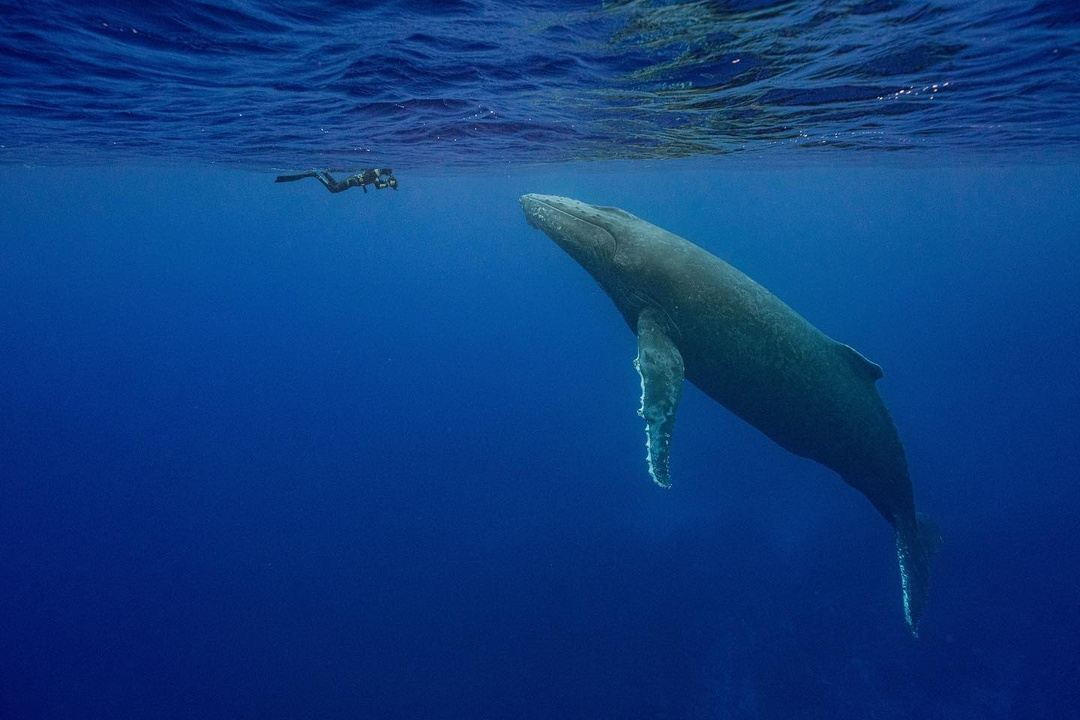 Humpback Whales 2023 in French Polynesia