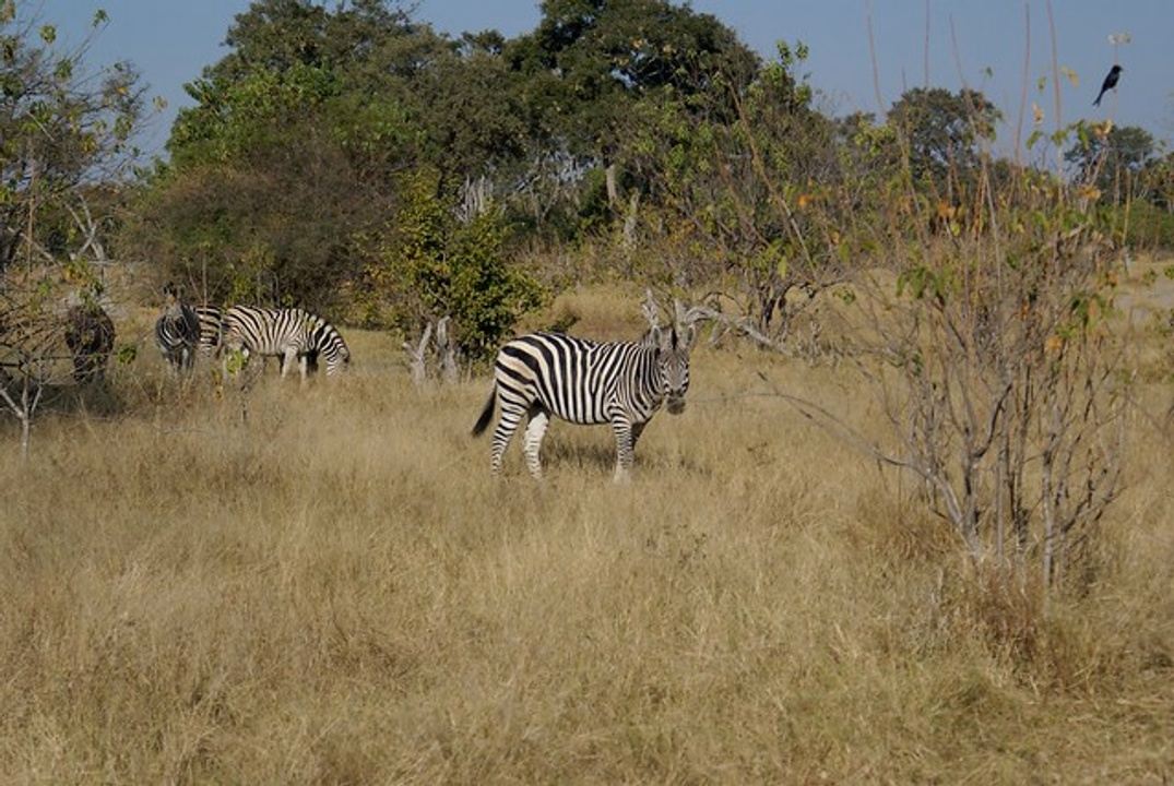 10 - DAY MOREMI GAME RESERVE, MABABE AND CENTRAL CHOBE in Botswana