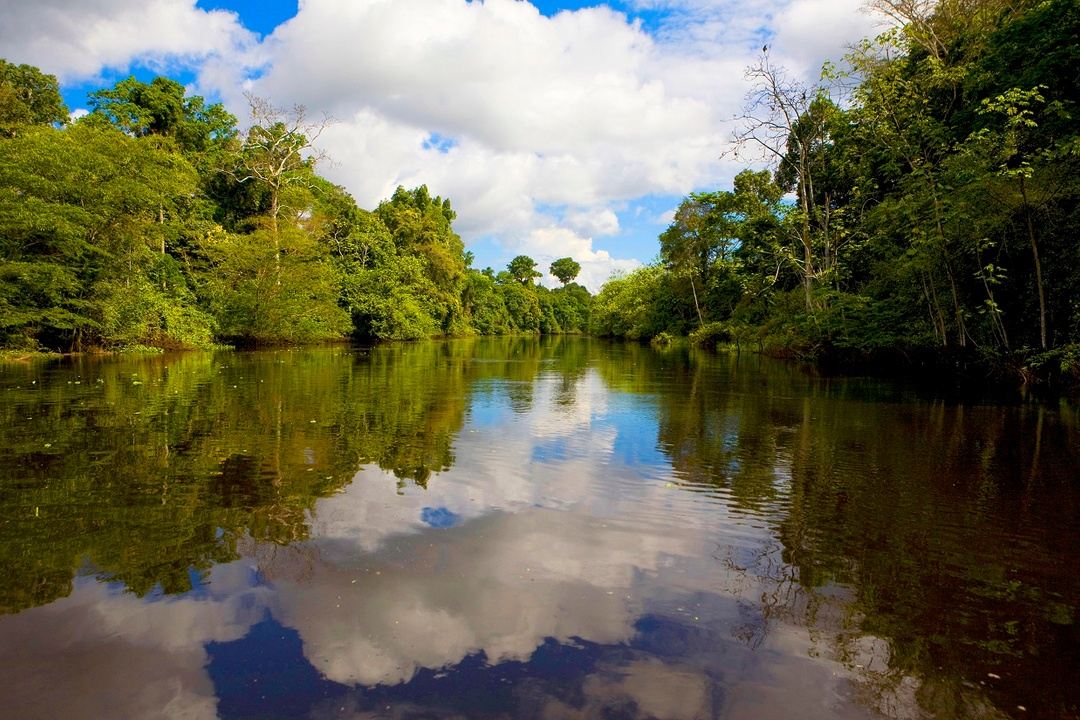 Ecuador Rain Forest - Amazonia in Quito, Ecuador