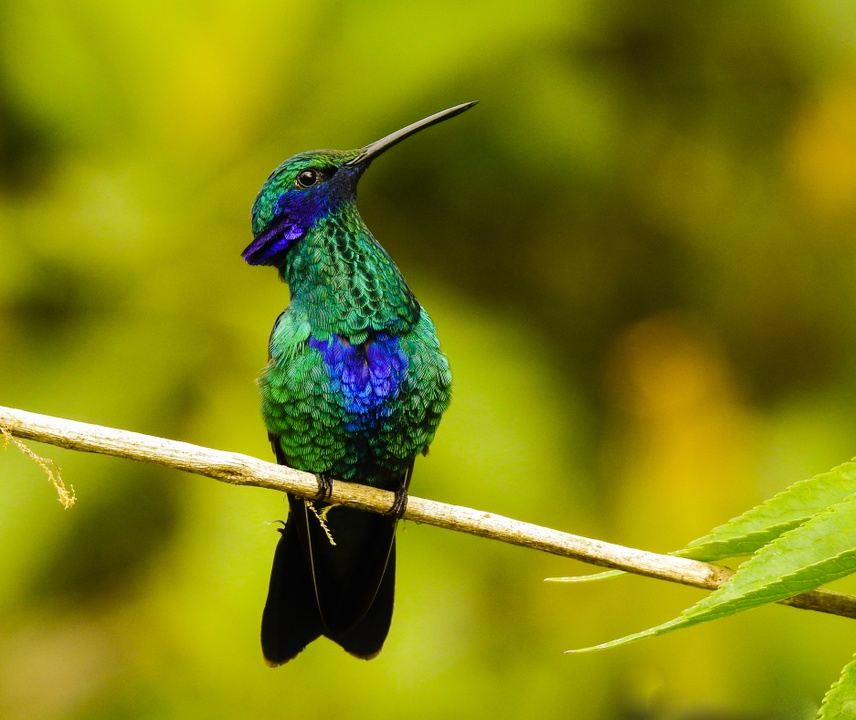 Colibríes y Cascada in Mindo, Ecuador