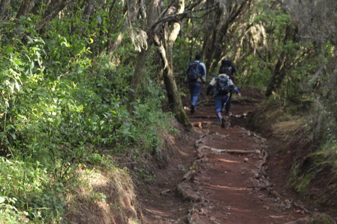 5 Days Marangu Route – Kilimanjaro Hiking Tour in KILIMANJARO NP