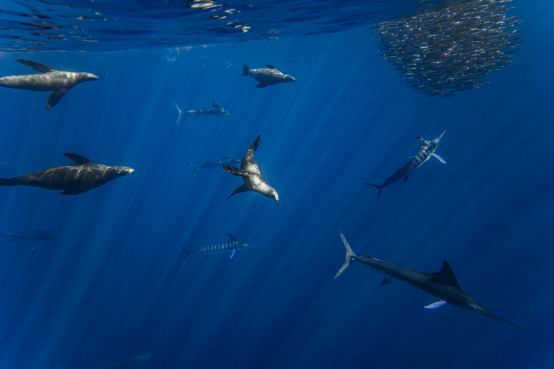 Baja California: Freedive & Snorkel Expedition in La Paz, BCS, Mexico