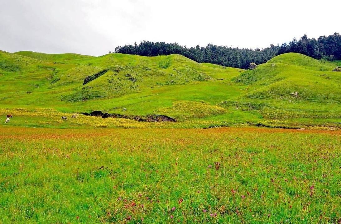 Journey to the Grassland- Badimalika in Nepal