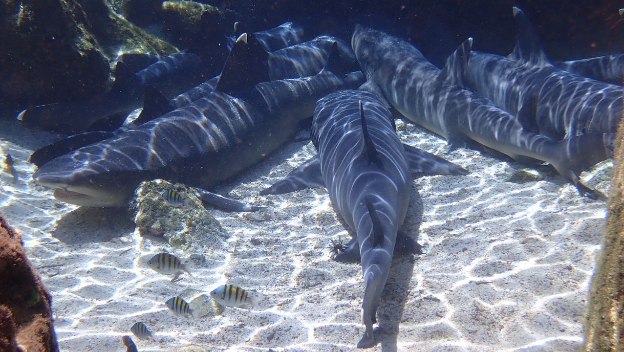 EXPLORING GIANT TORTOISE & SHARK PATH in Puerto Ayora, Ecuador