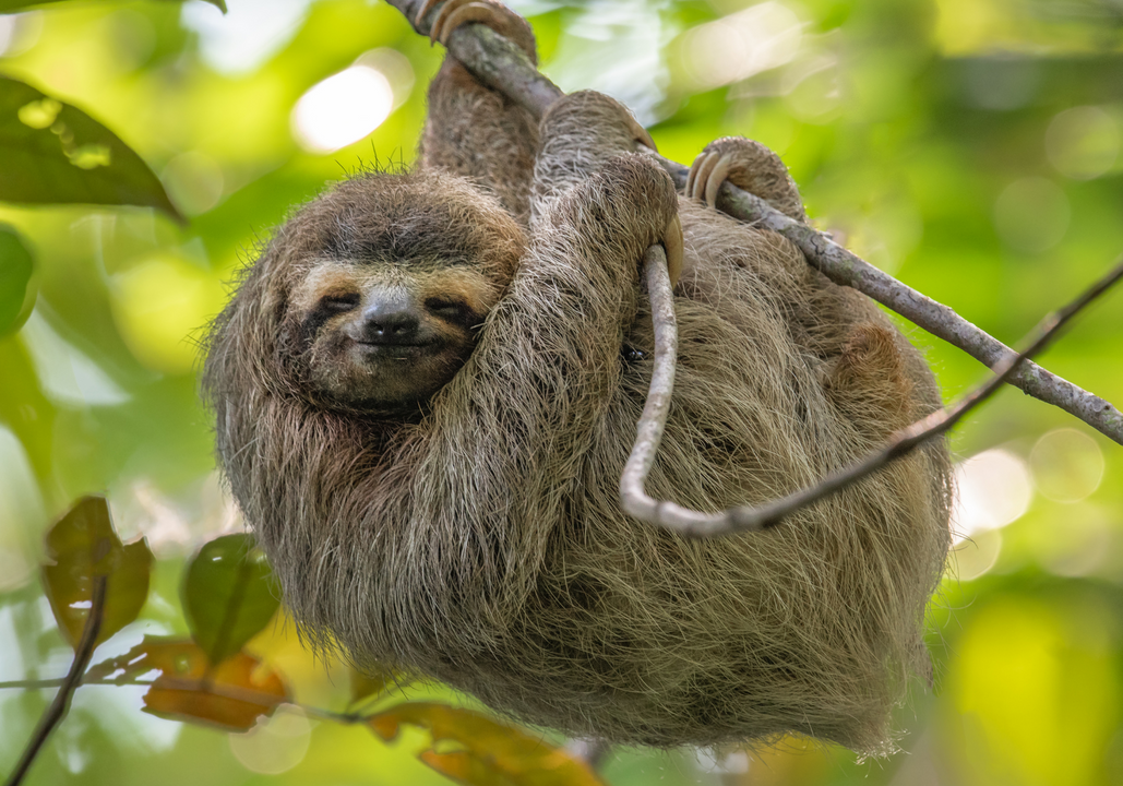 Pura Vida - Costa Rica in San José, Costa Rica