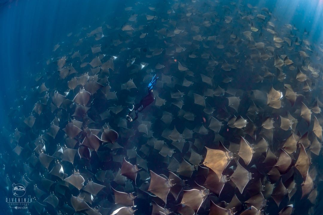 Mobula Expedition - The Largest Ray Migration on Earth in Baja ...