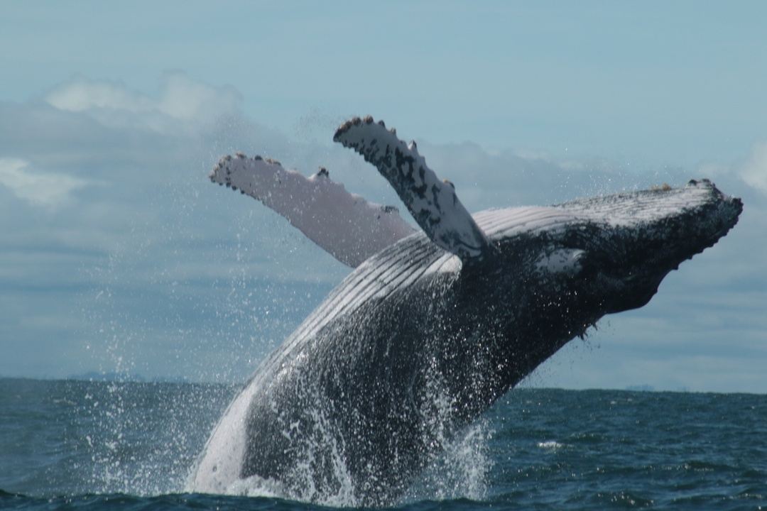 Ballenas del Chocó (9 al 10 de Septiembre) in Arusi, Nuquí, Chocó, Colombia