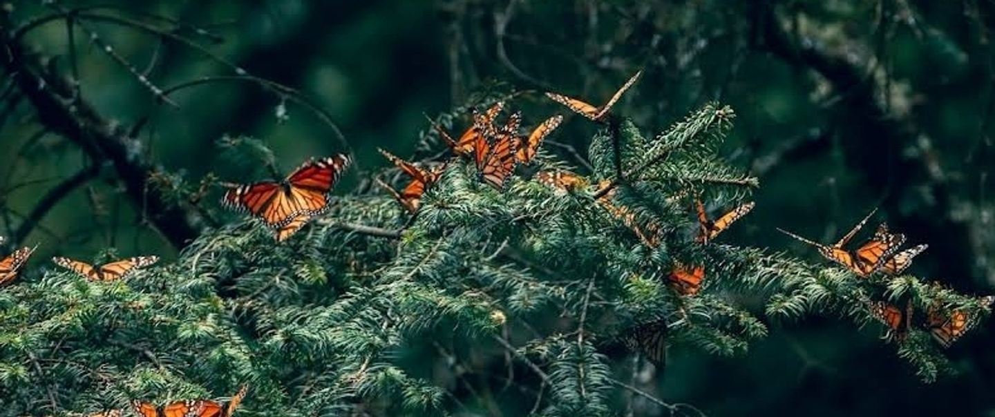 Monarch Butterflies, Waterfall, and Mexico City Magic in Mexico City ...