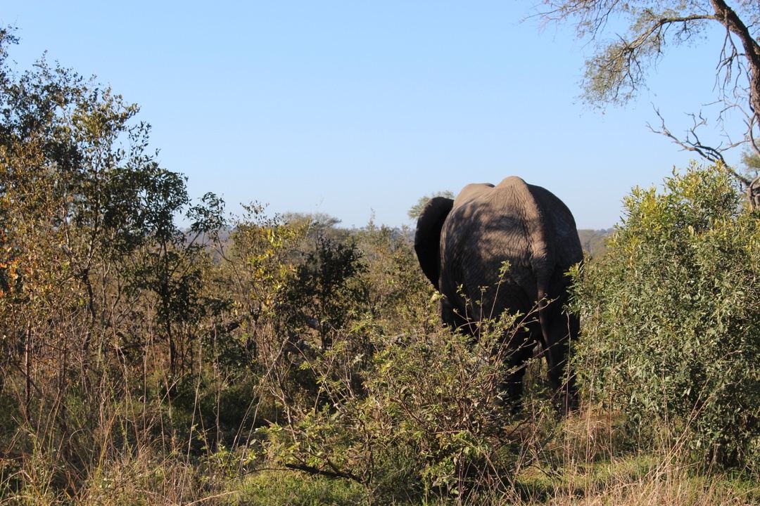 Kruger Park Safari Experience in South Africa Kruger National Park