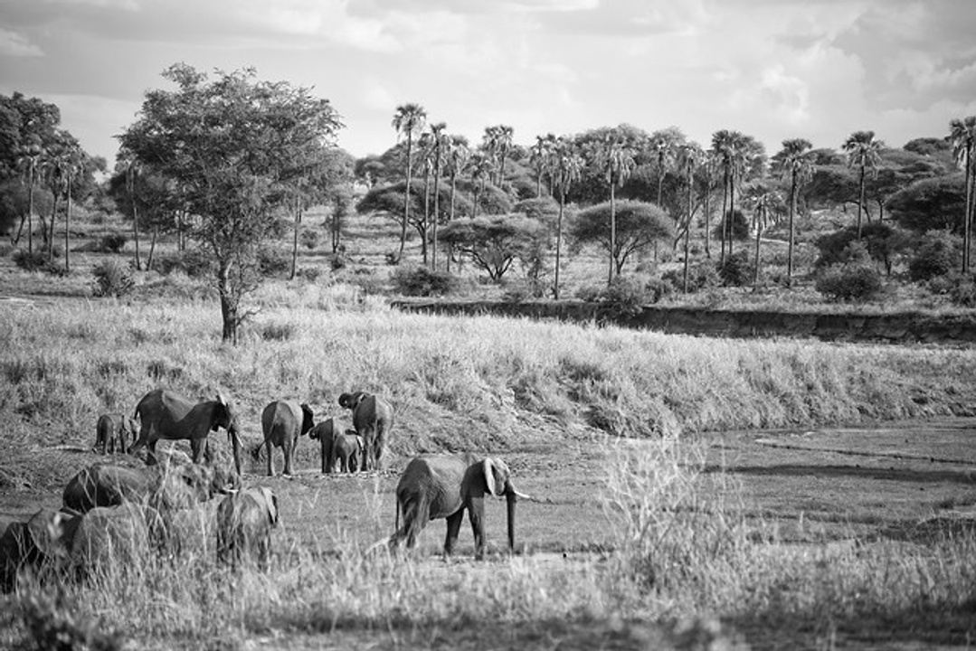 Alex Schupper Tarangire Day Trip in Tarangire National Park
