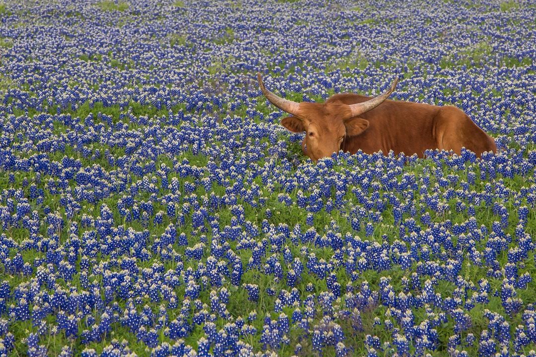 TEXAS BLUEBONNETS in Fredericksburg, TX 78624, USA