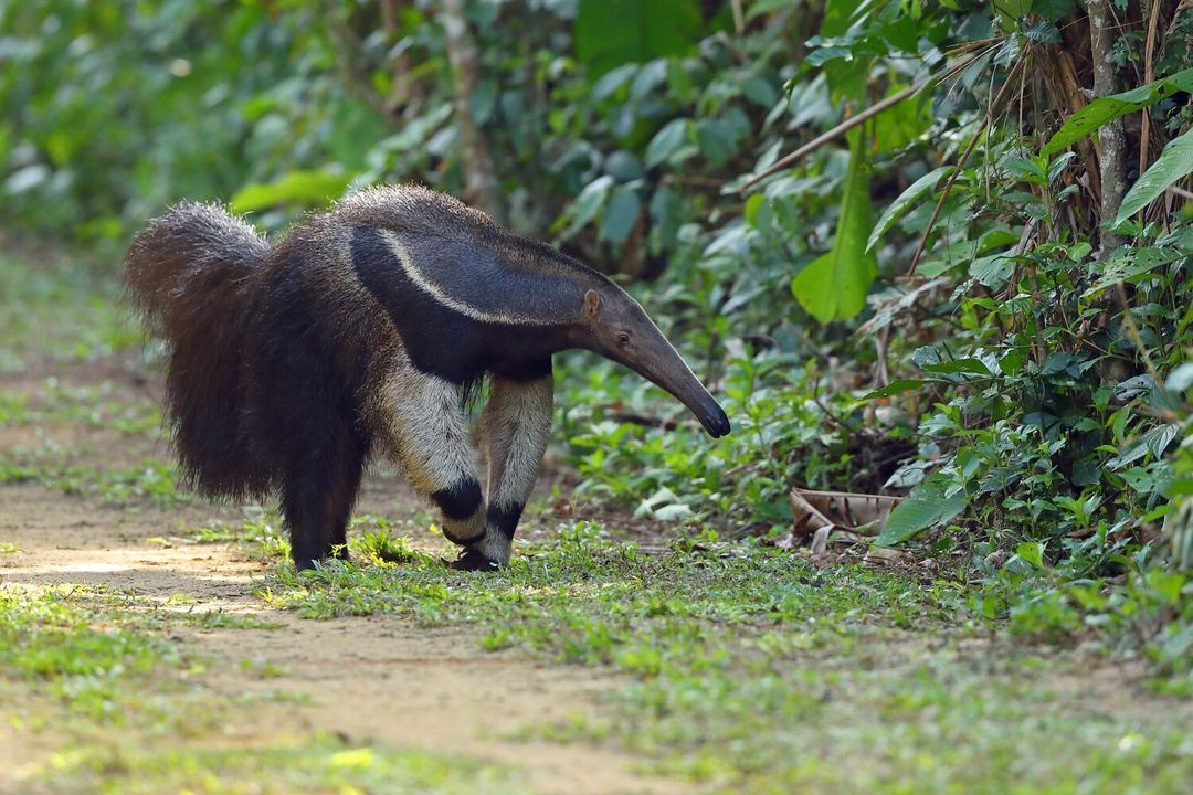 Peperpot Nature Park| Walking Night tour in Commewijne