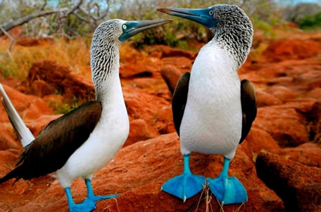 Pinzon -Seymour - Bartolome con Planeta Azul in Puerto Ayora, Ecuador