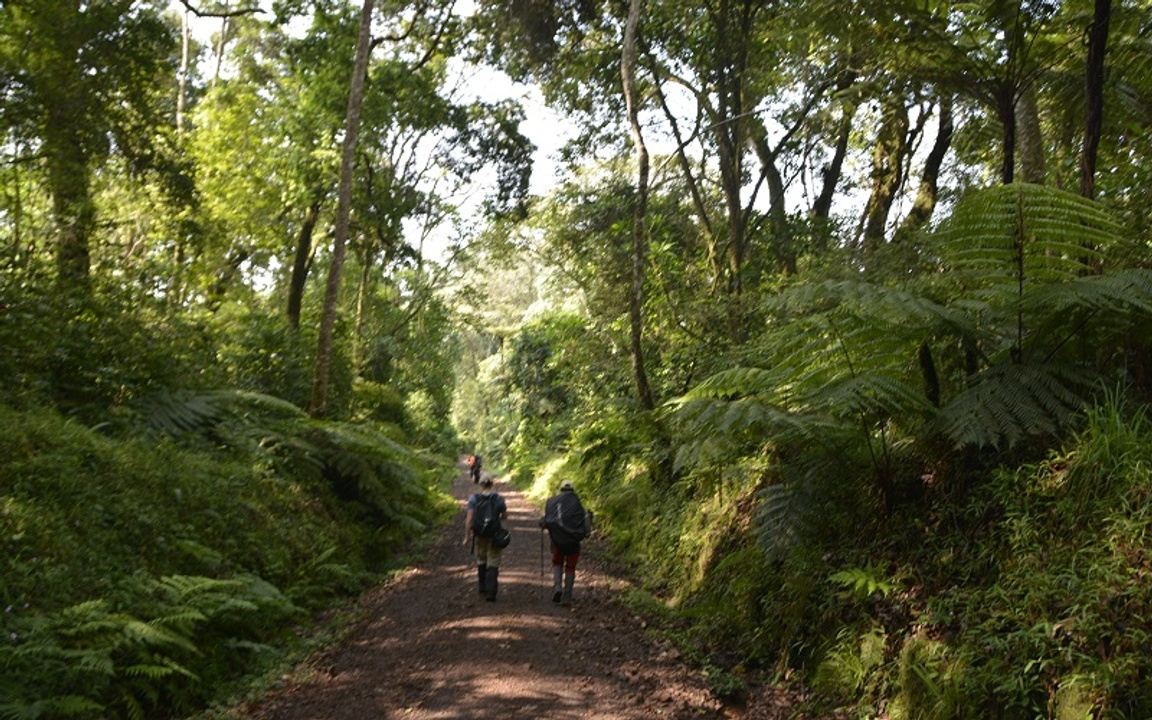 Lemosho Route Seven (7) Days in LEMOSHO M.T KILIMANJARO