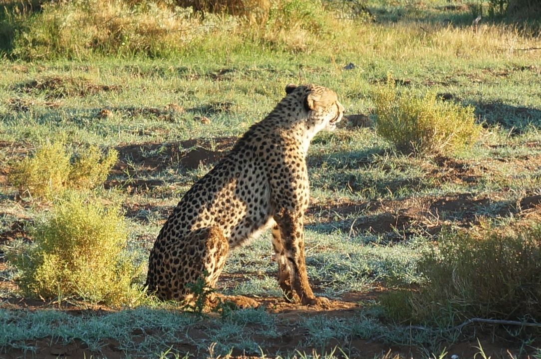 4 Days Popular Tanzania Safari Tour in Tarangire, Serengeti and ...