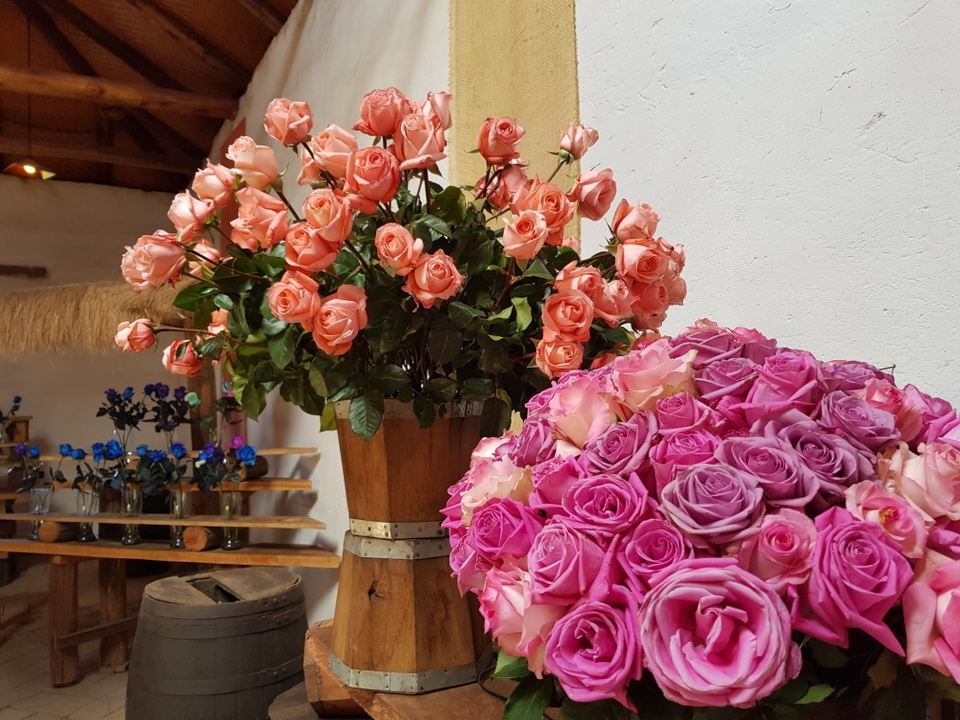 Rose plantation, Equator line and Otavalo Market private Tour in ...