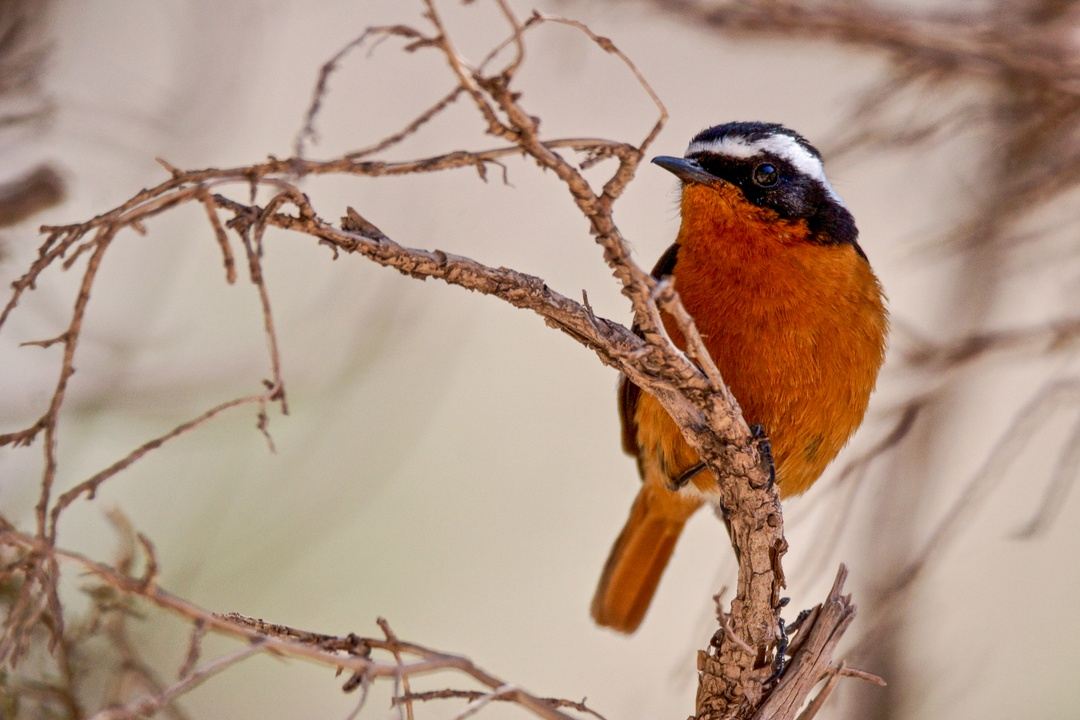 Birding Two Continents in The Straits of Gibraltar