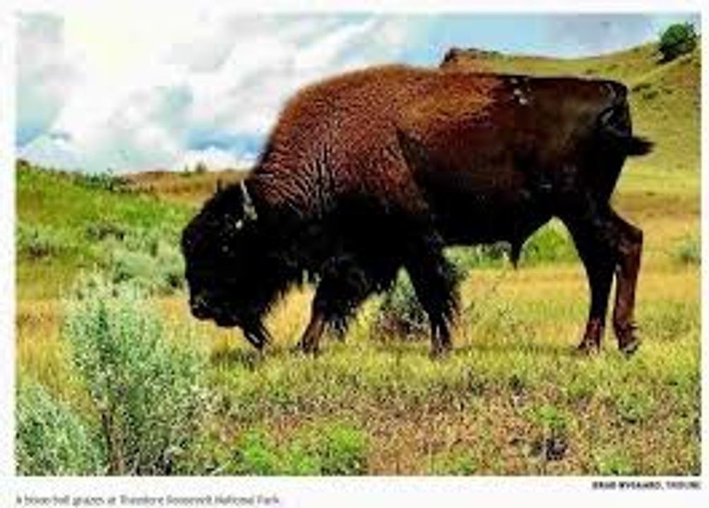 Western Landmarks: Cowboys, National Parks & Monuments in Deadwood, SD ...