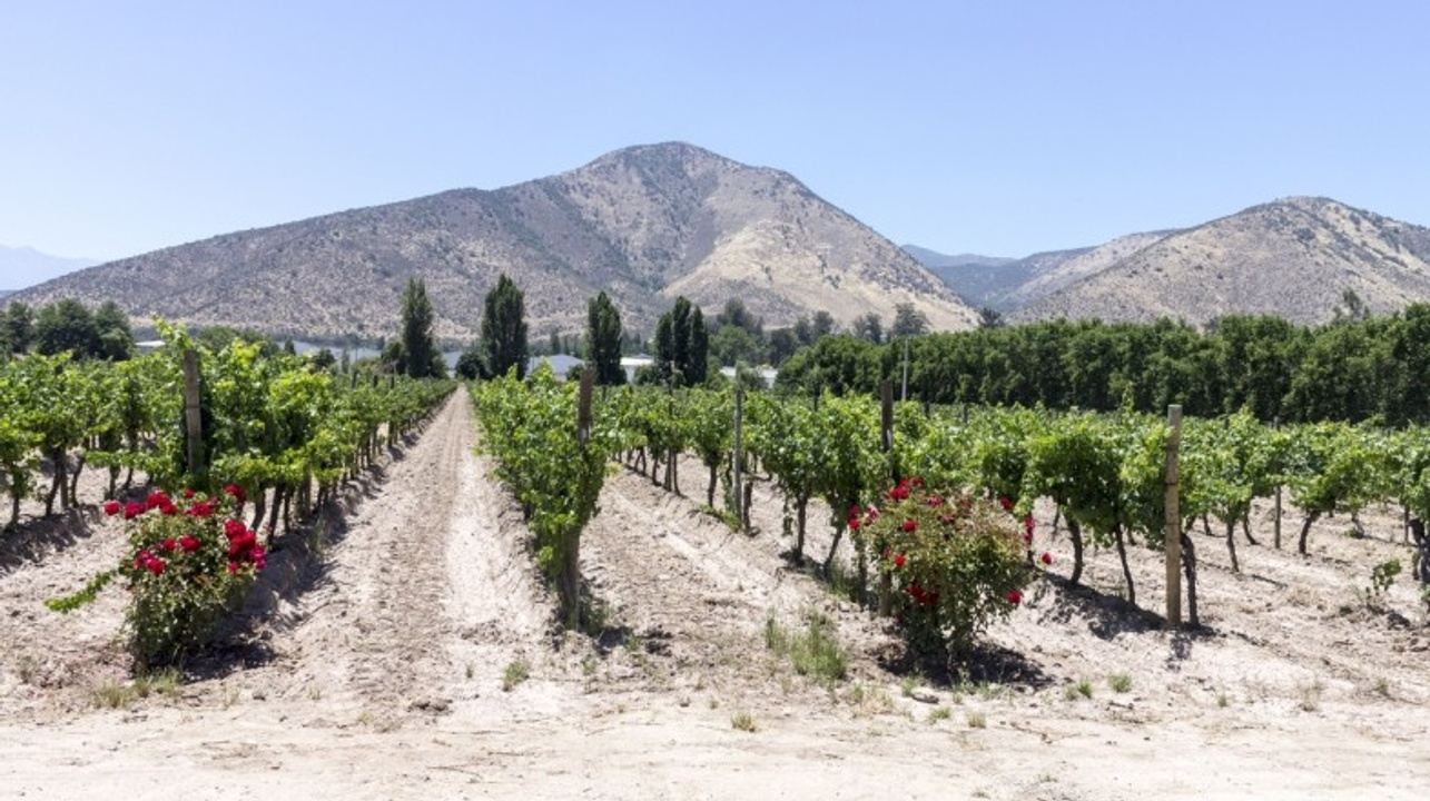 6-Day Chilean Wine Experience - Central Valley in Central Valley, Chile