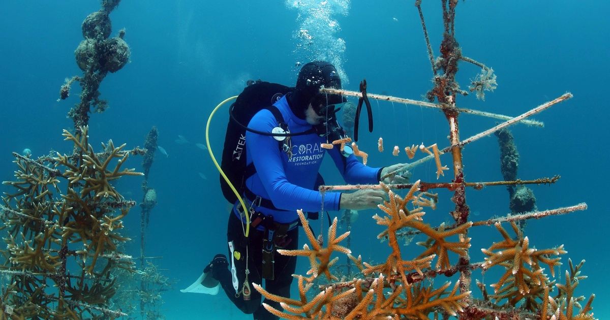 Coral Restoration in the Florida Keys in Key Largo, FL, USA
