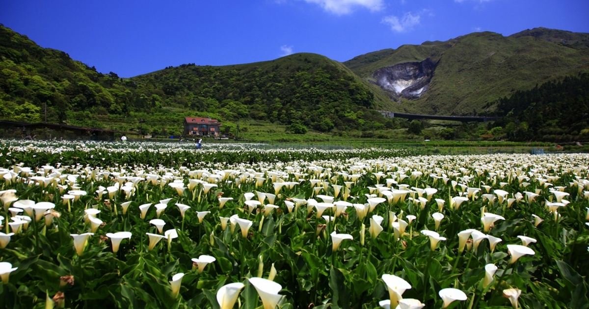 YANGMINGSHAN NATIONAL PARK & HOT-SPRING TOUR in taiwan